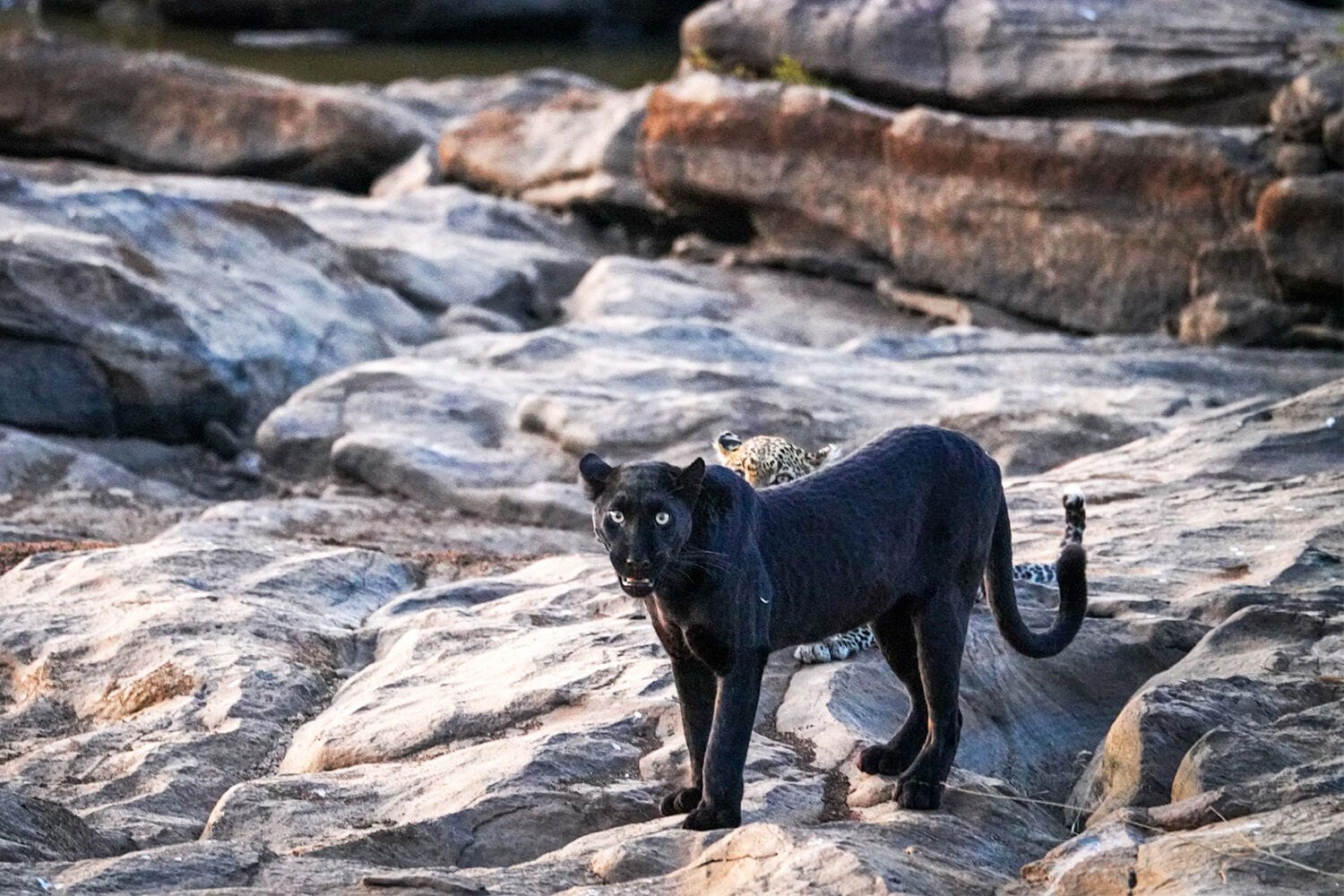 Suyian Lodge | The East African Traveller